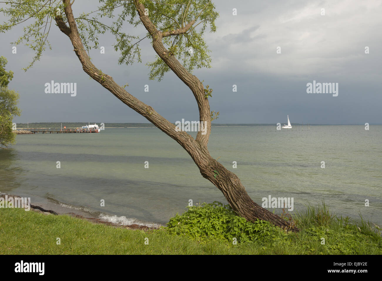 Leaning tree fork Stock Photo - Alamy
