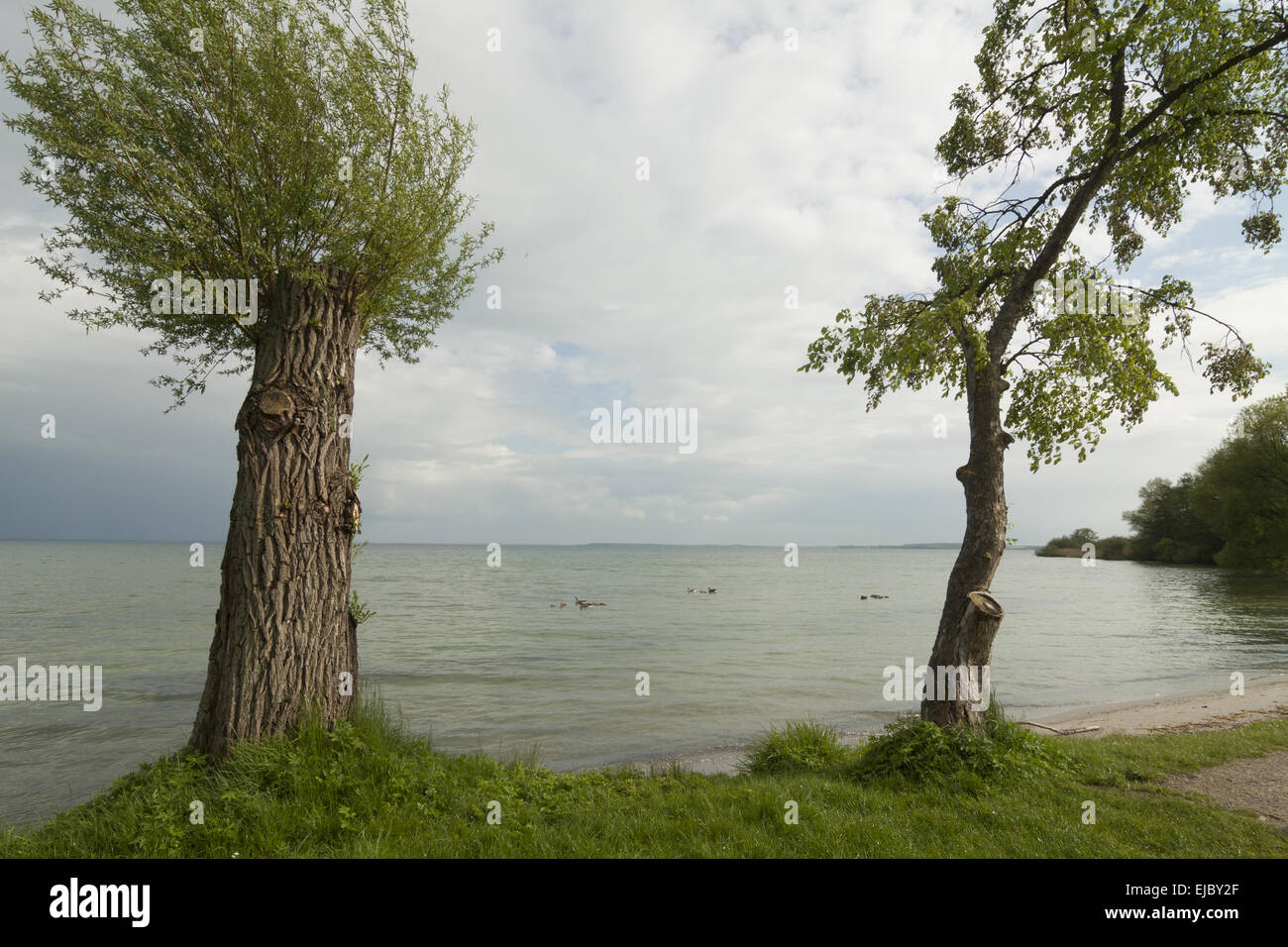 Trees at the Mürritz Stock Photo - Alamy