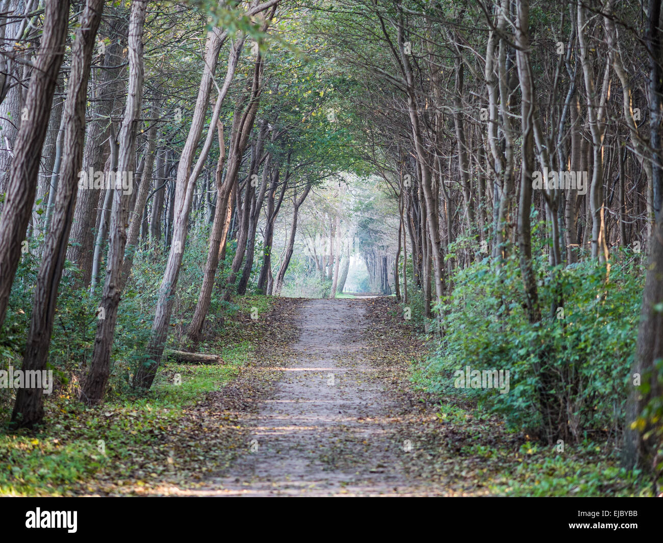 path in the forest Stock Photo - Alamy