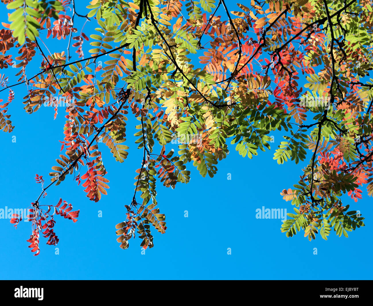 Ash mountain hi-res stock photography and images - Alamy