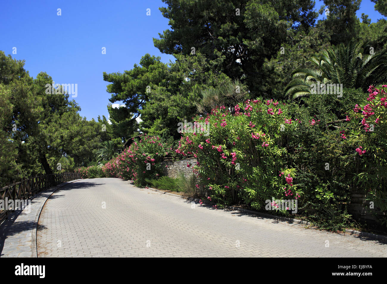 Beautiful road and blooming vegetation Stock Photo - Alamy
