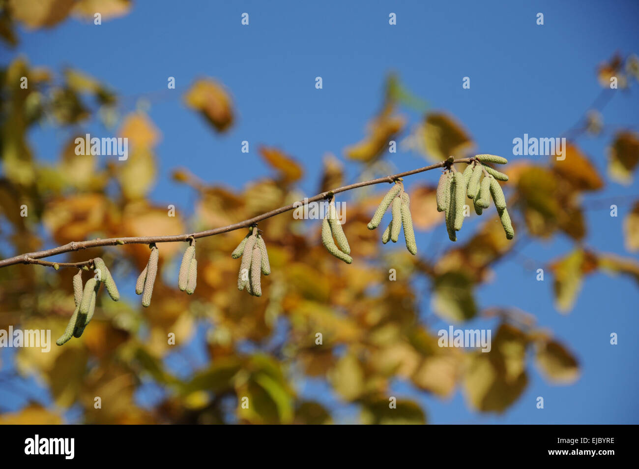 Haselnuss strauch herbst hi-res stock photography and images - Alamy