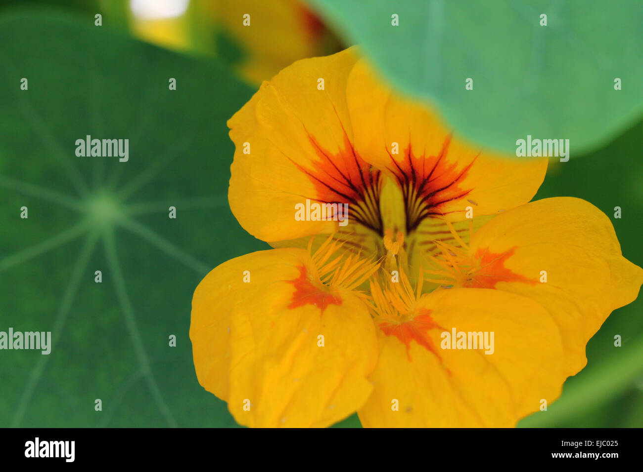 Nose tweake hi-res stock photography and images - Alamy