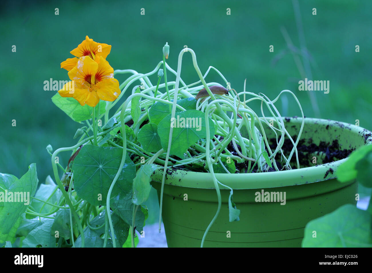 nasturtium, nose-twister, nose-tweake Stock Photo - Alamy