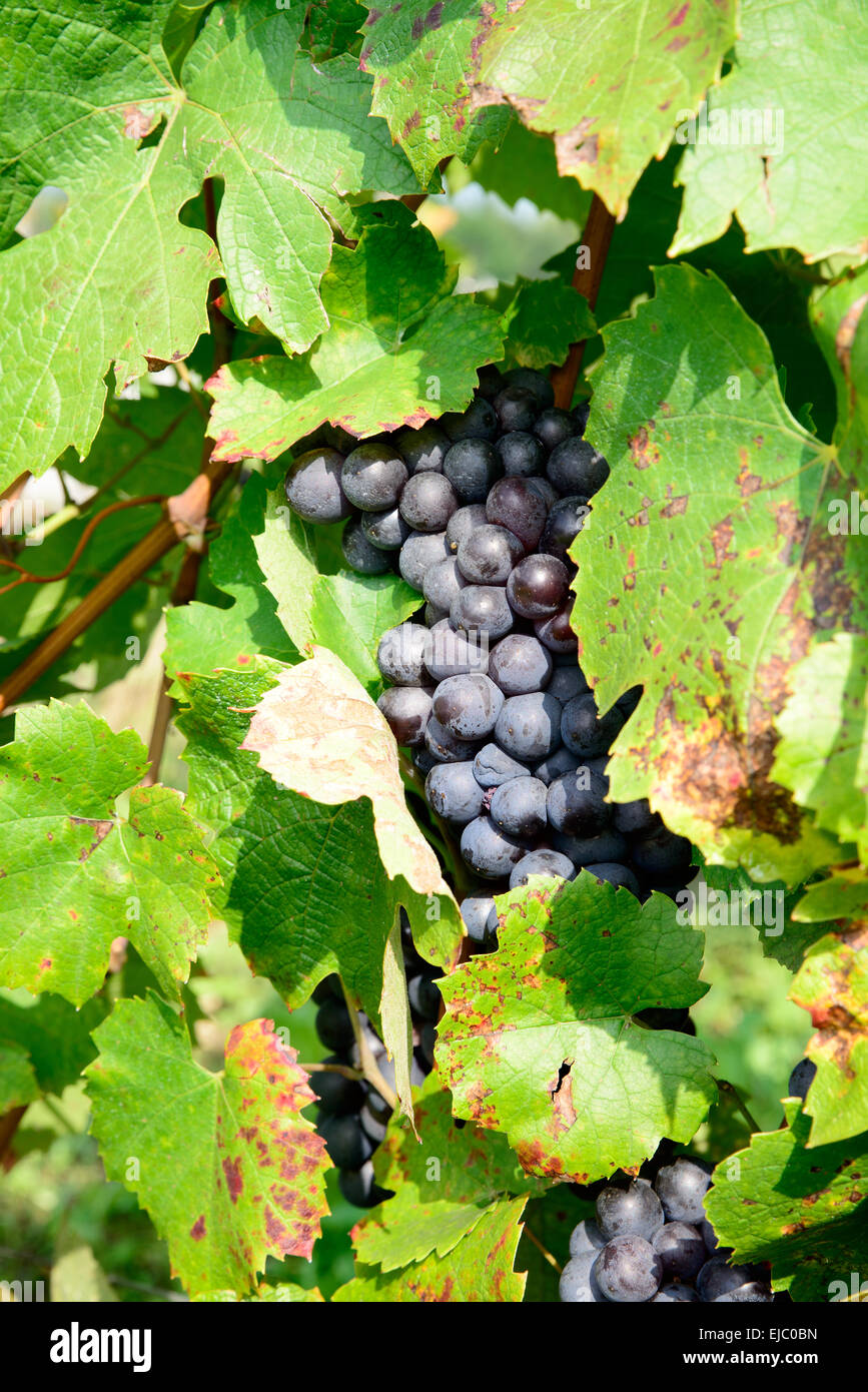 bunches of black grapes on the vines Stock Photo - Alamy