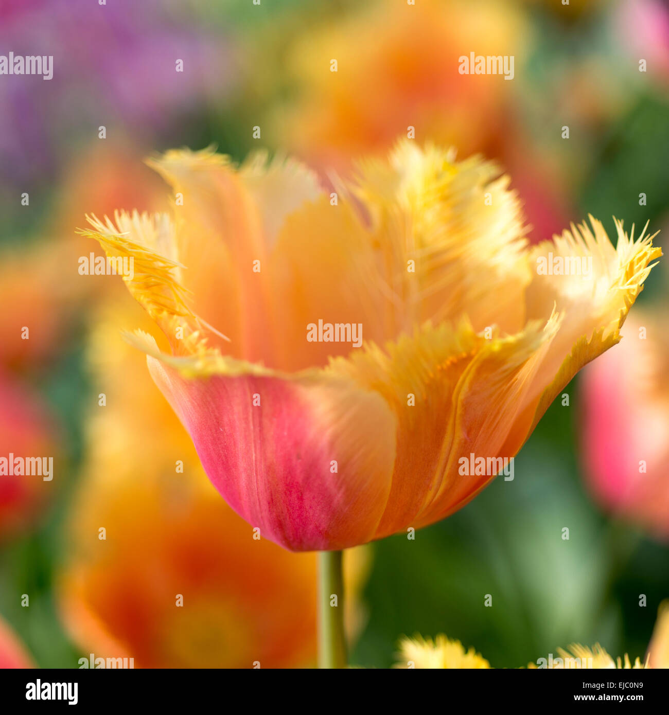 Lambada hi-res stock photography and images - Alamy