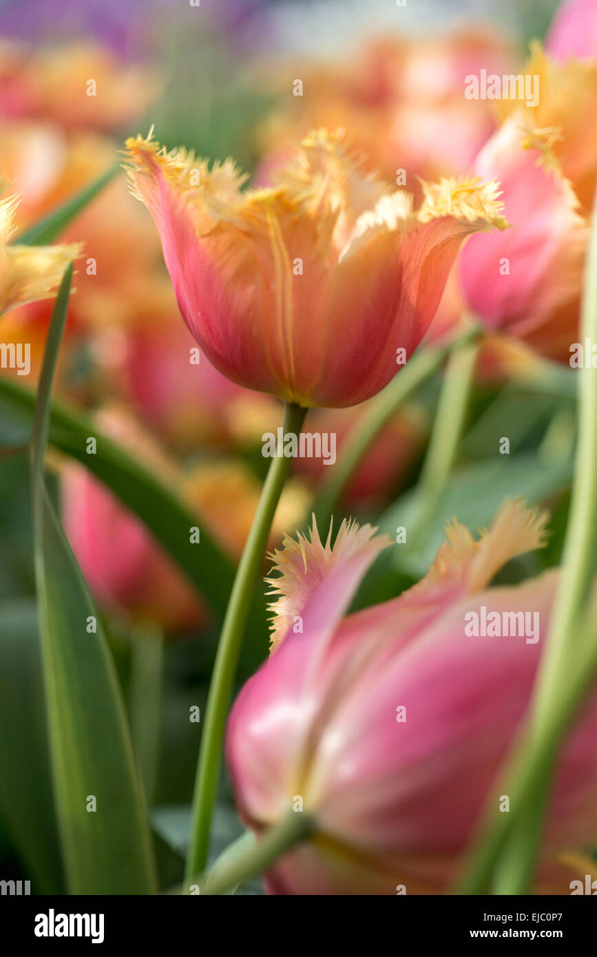 Lambada hi-res stock photography and images - Alamy