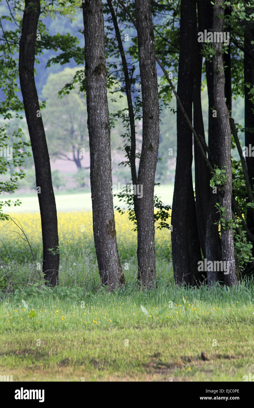View through Trees Stock Photo - Alamy