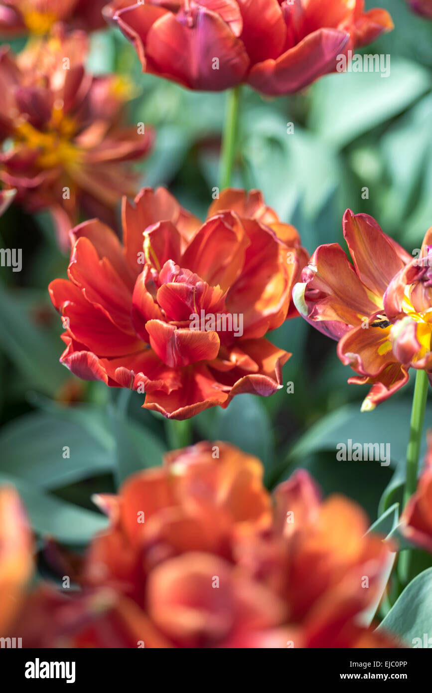 Red princess tulip hi-res stock photography and images - Alamy