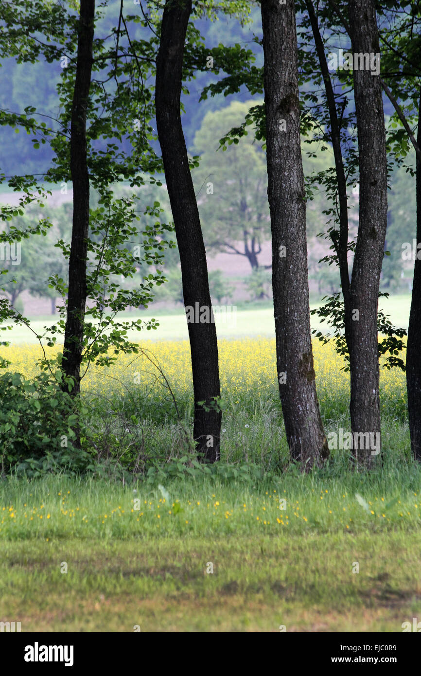 View through Trees Stock Photo - Alamy