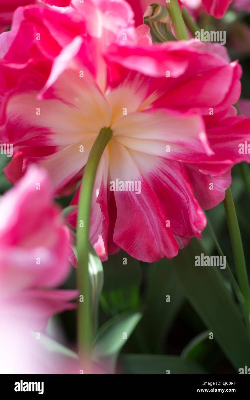 Tulip Double Sugar Stock Photo - Alamy