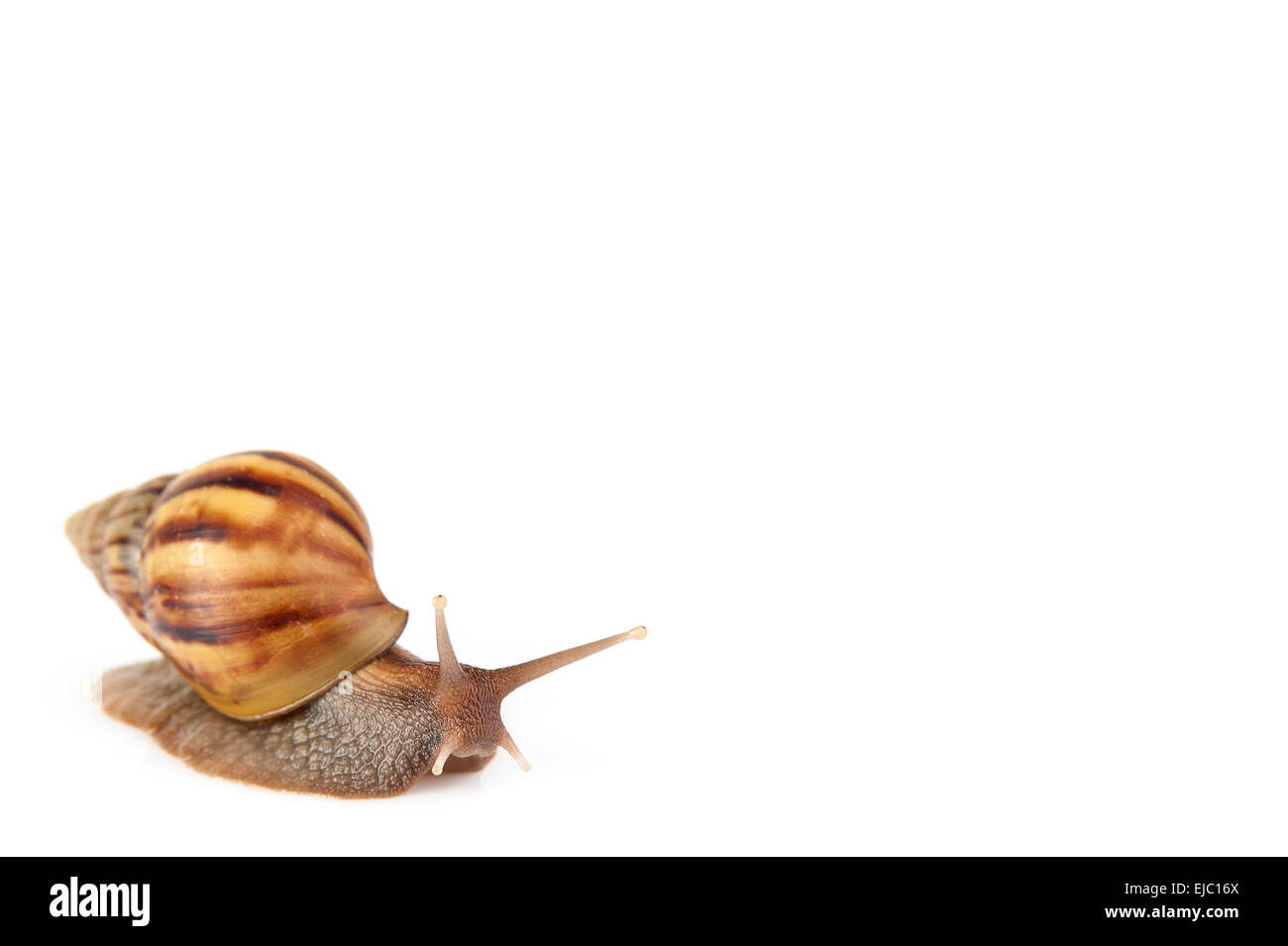 Garden snail isolated on white background Stock Photo - Alamy