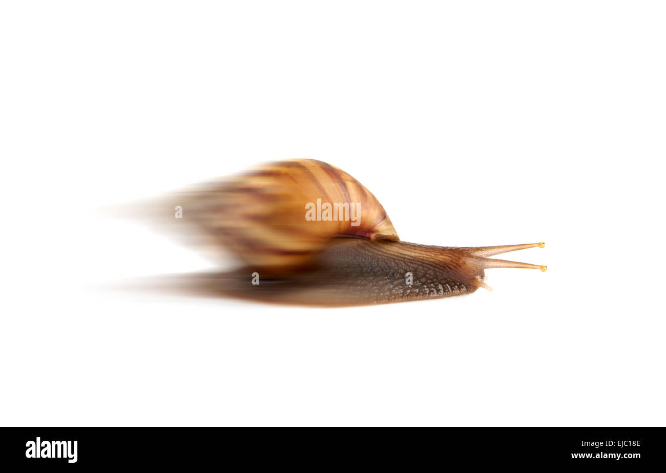 Garden snail isolated on white background Stock Photo - Alamy