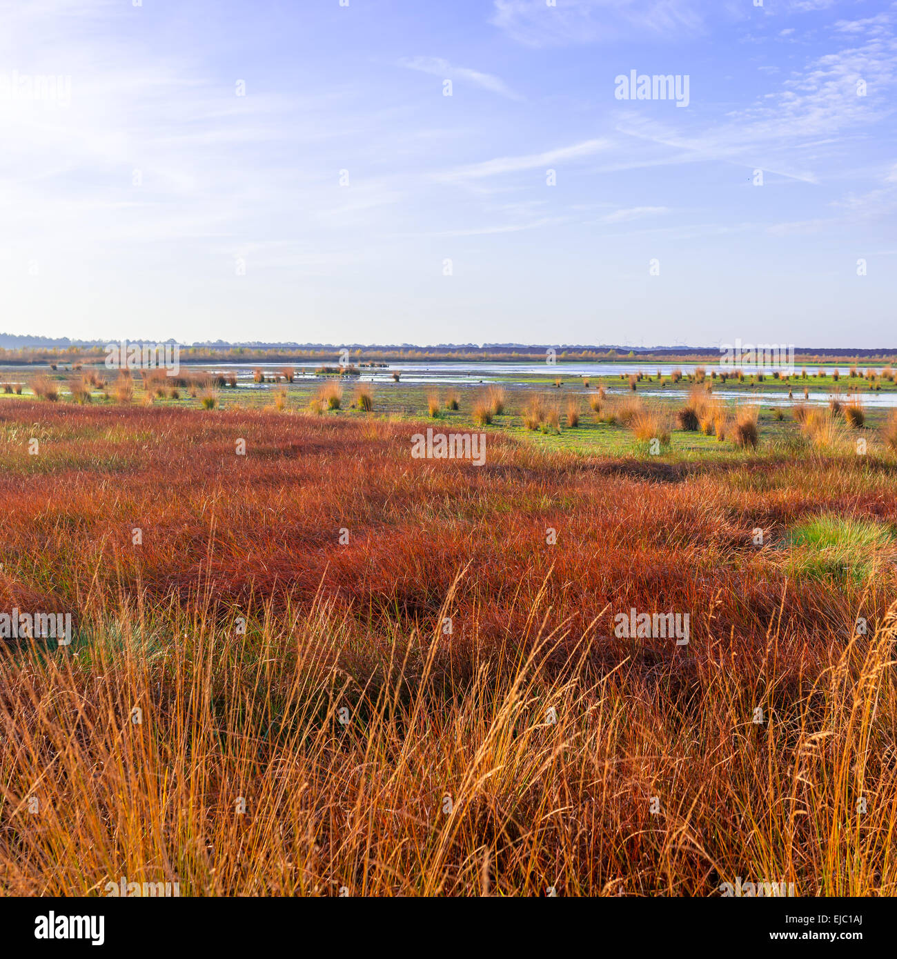 the moorland in the autumn Stock Photo - Alamy