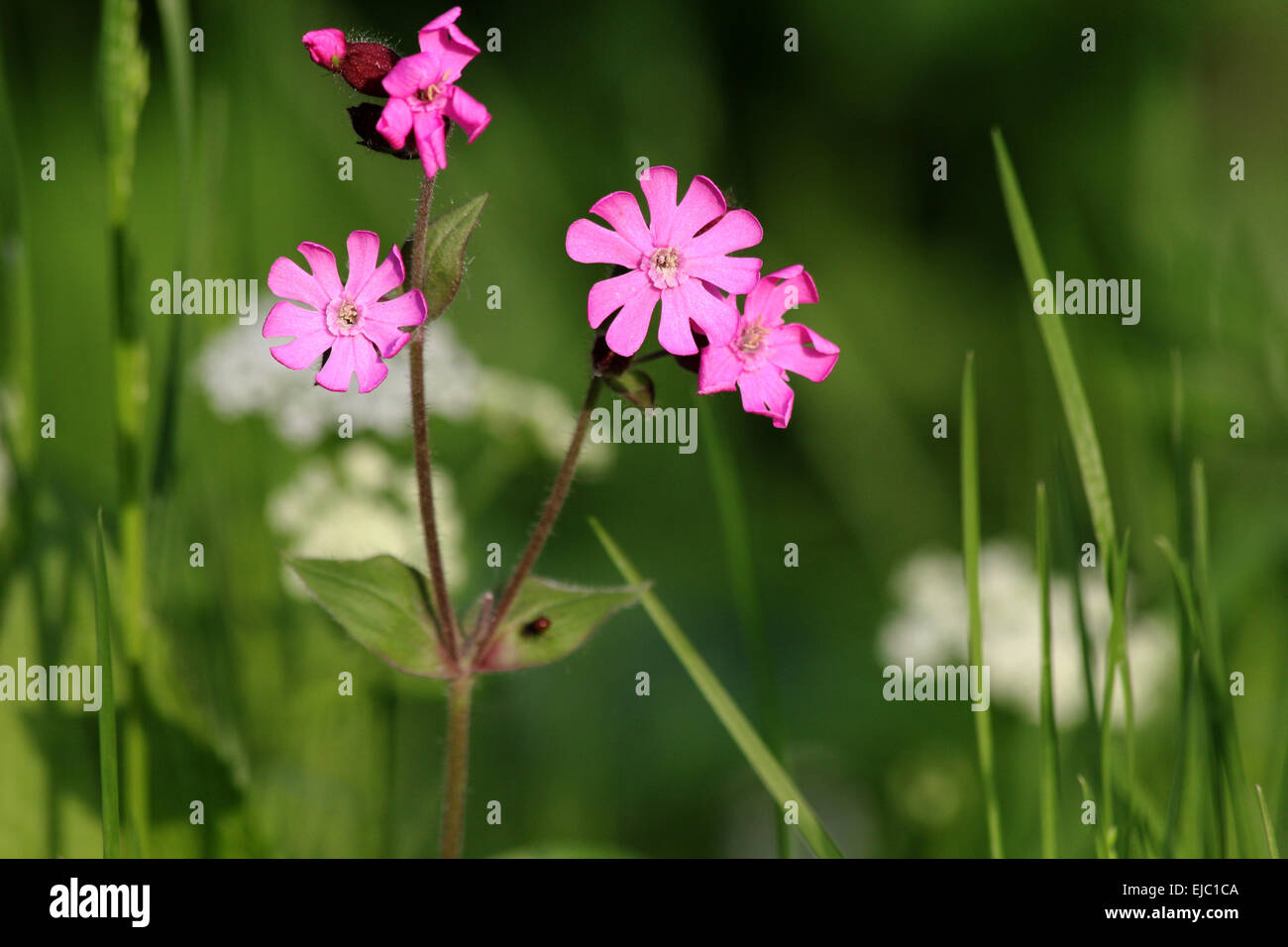 Nassezeiger hi-res stock photography and images - Alamy