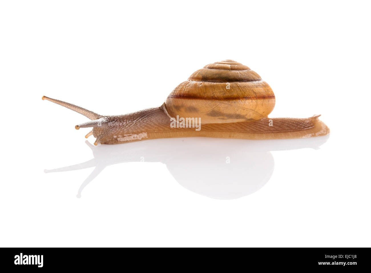 Garden snail isolated on white background Stock Photo - Alamy