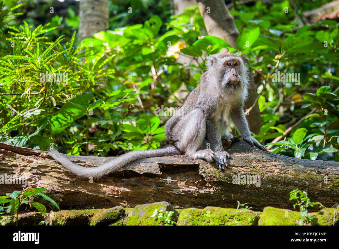 Jungle Bubble Monkey Quest