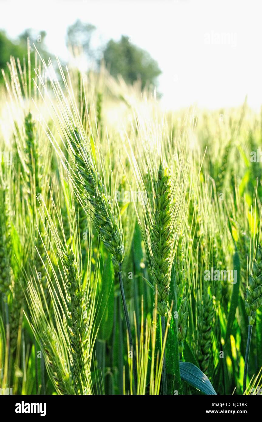 Barley awns hi-res stock photography and images - Alamy