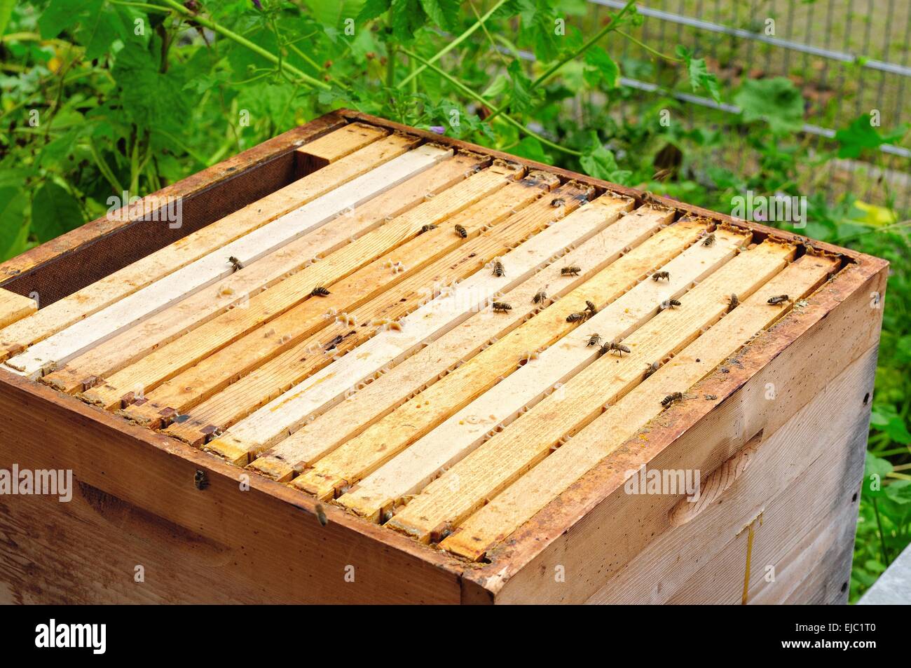 Hive hives pollinate pollination hi-res stock photography and images ...