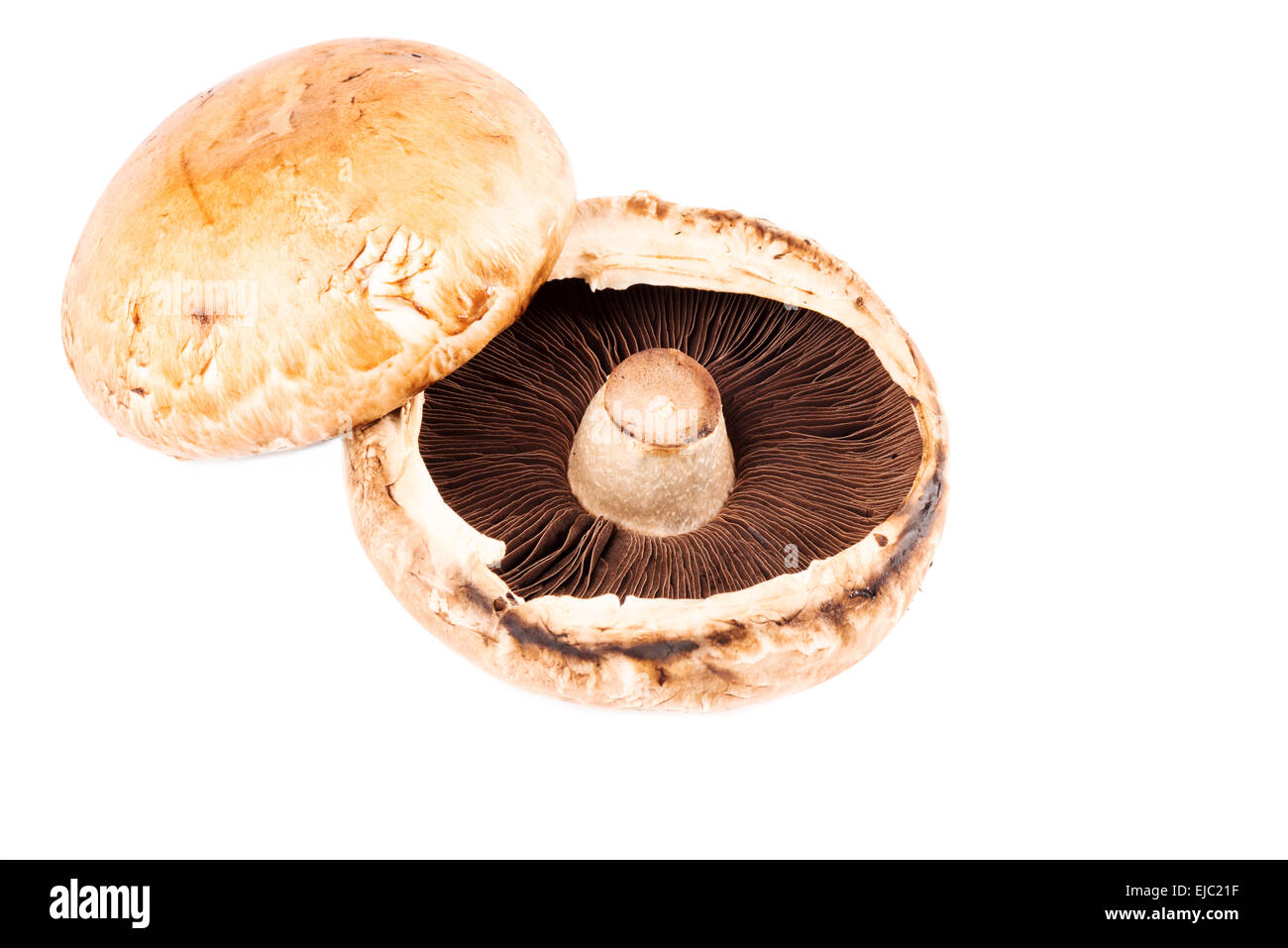 Portabello mushrooms horizontal Stock Photo - Alamy