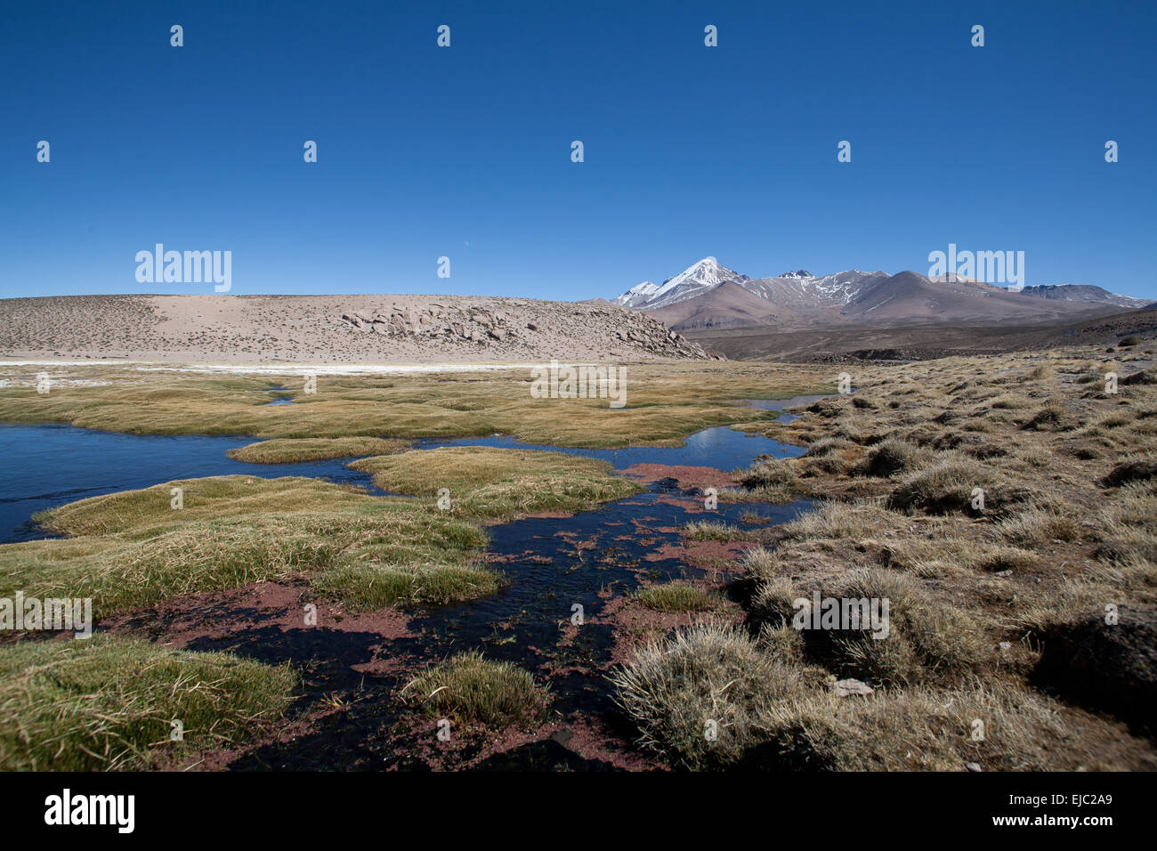 Altiplano hochebene hi-res stock photography and images - Alamy