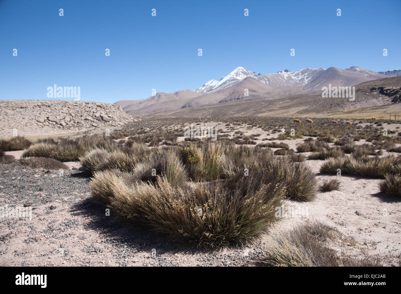 Altiplano hochebene hi-res stock photography and images - Alamy