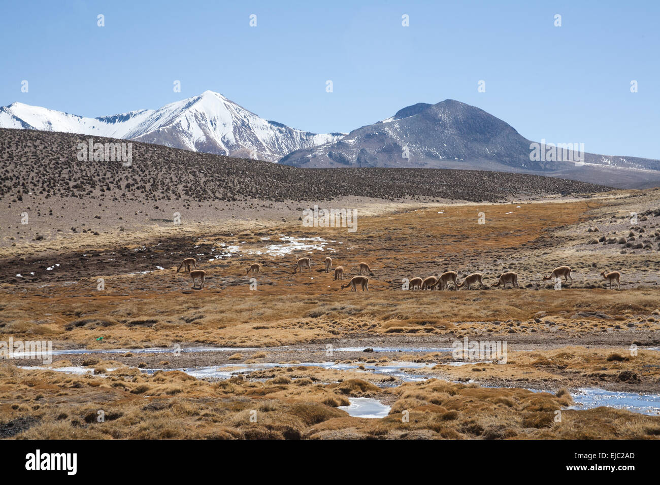 Altiplano hochebene hi-res stock photography and images - Alamy