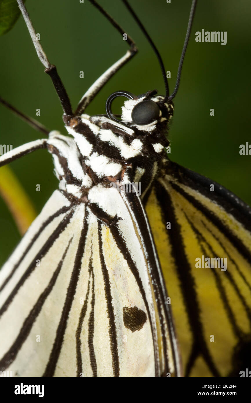 Butterfly portrait hi-res stock photography and images - Alamy
