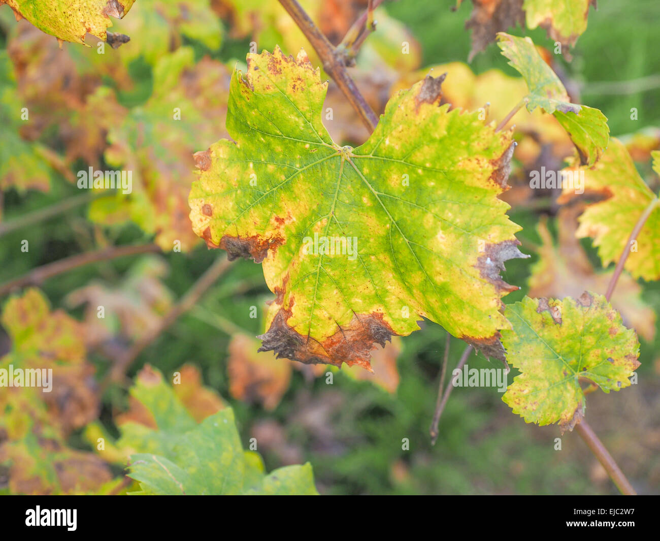 Vitis plant leaf Stock Photo - Alamy