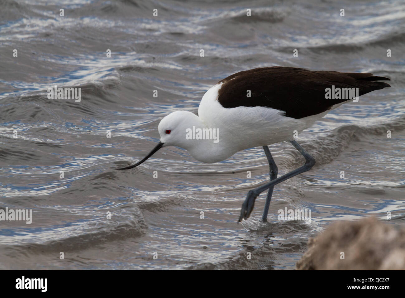 Recurvirostra andina hi-res stock photography and images - Alamy