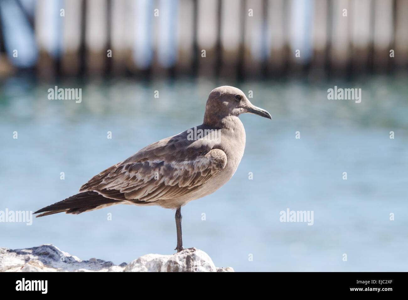 Grey gull larus modestus hi-res stock photography and images - Alamy
