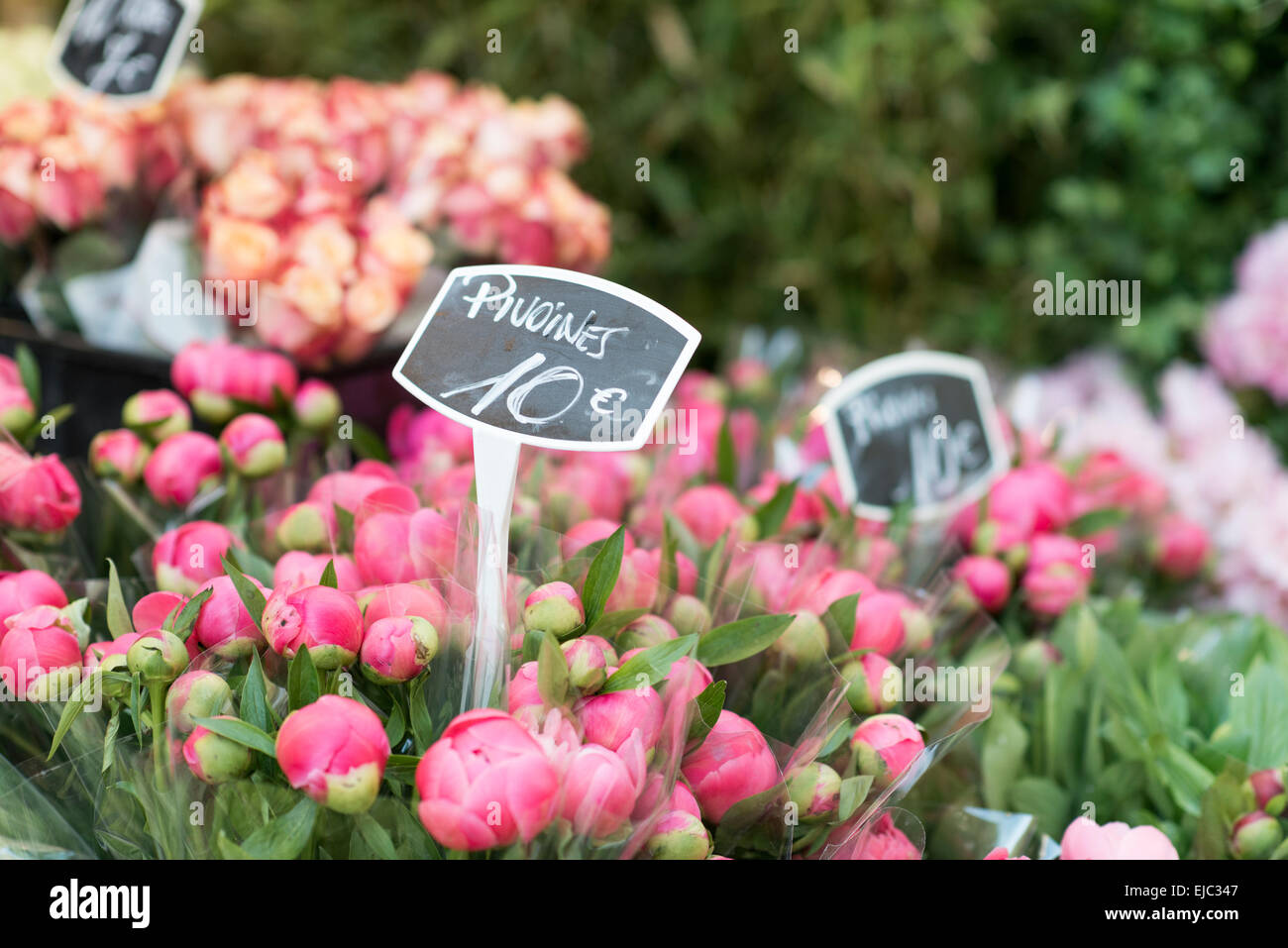 Peonies for sale at outdoor market, Paris, France Stock Photo - Alamy