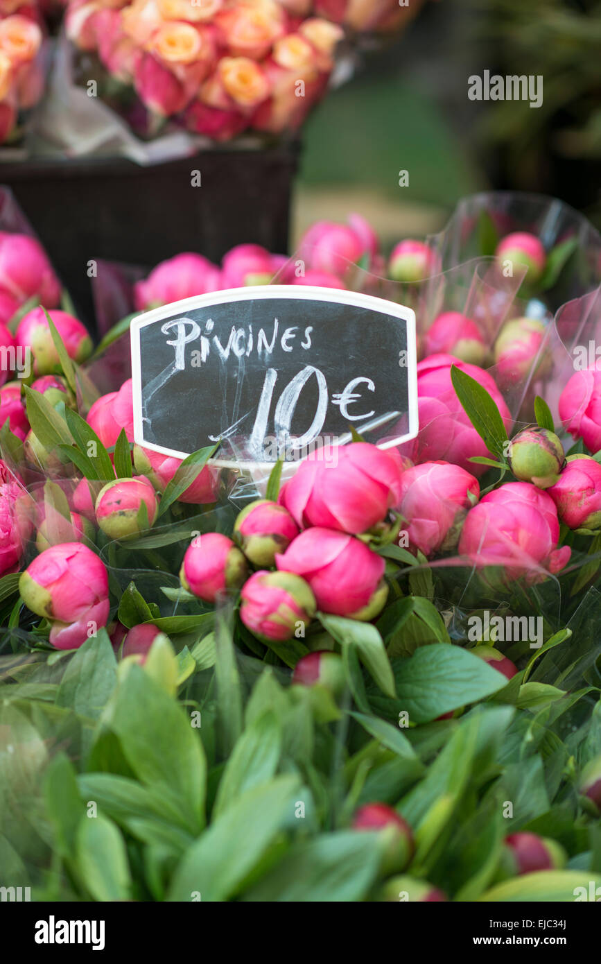 Peonies for sale at outdoor market, Paris, France Stock Photo - Alamy