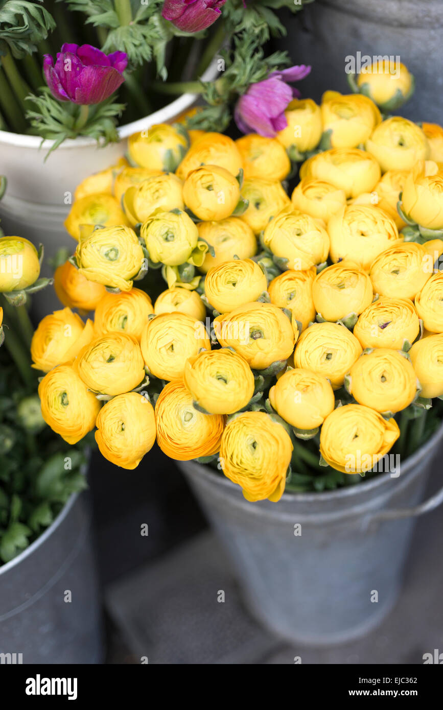 Yellow ranunculus in zinc bucket at flower market, London Stock Photo ...