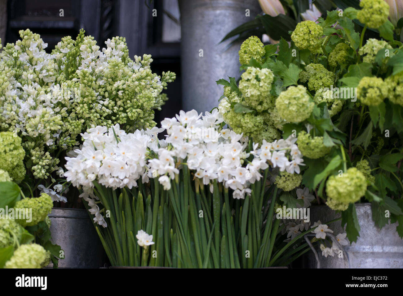 White lilac, paperwhites and Snowball Bush in zinc buckets at flower ...