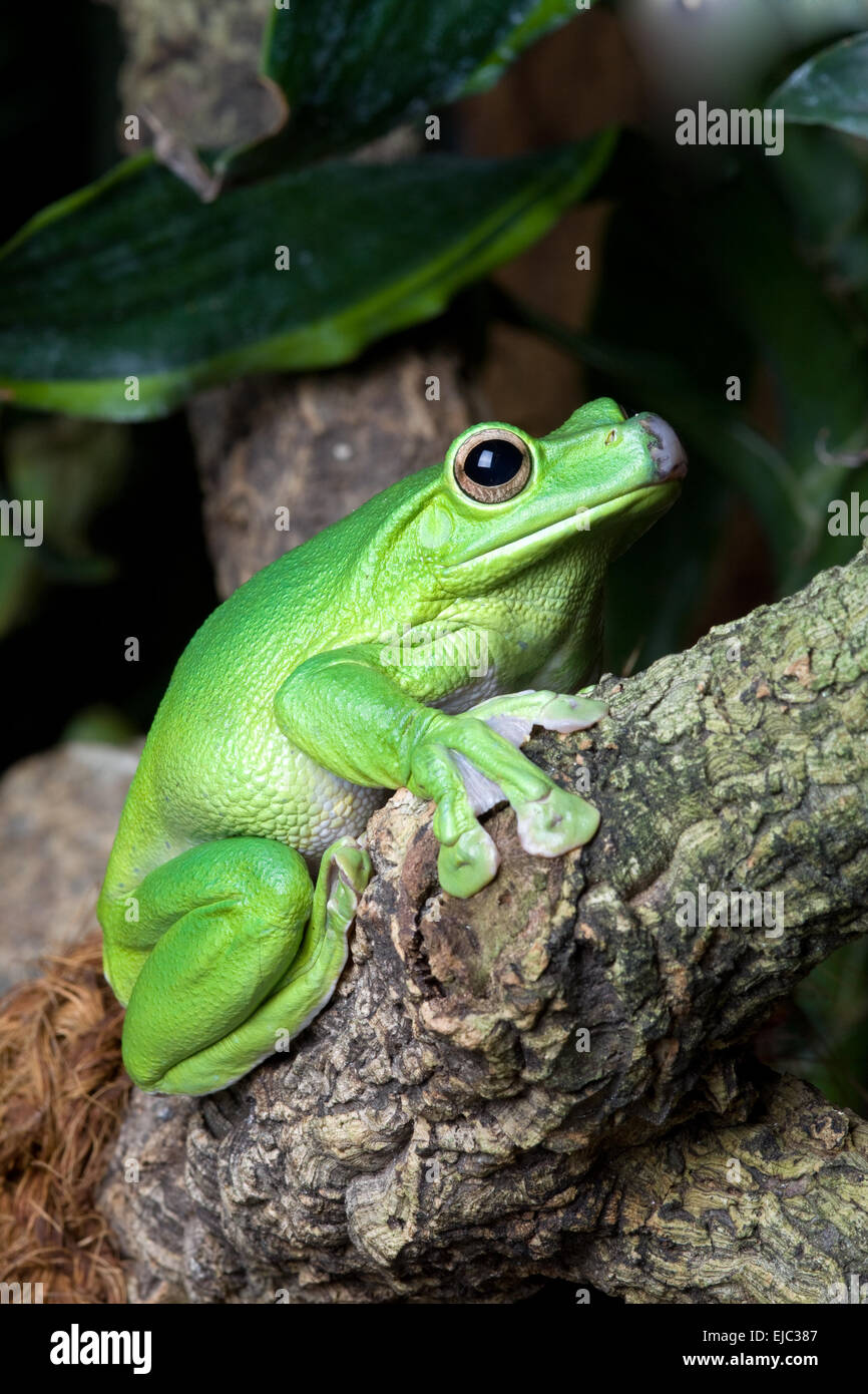 Frog suction feet hi-res stock photography and images - Alamy