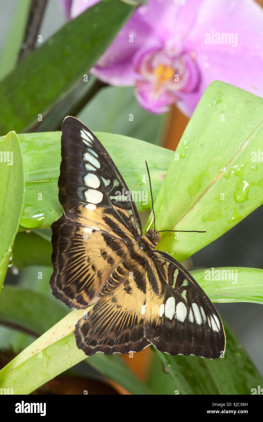 Spotted house fly hi-res stock photography and images - Alamy