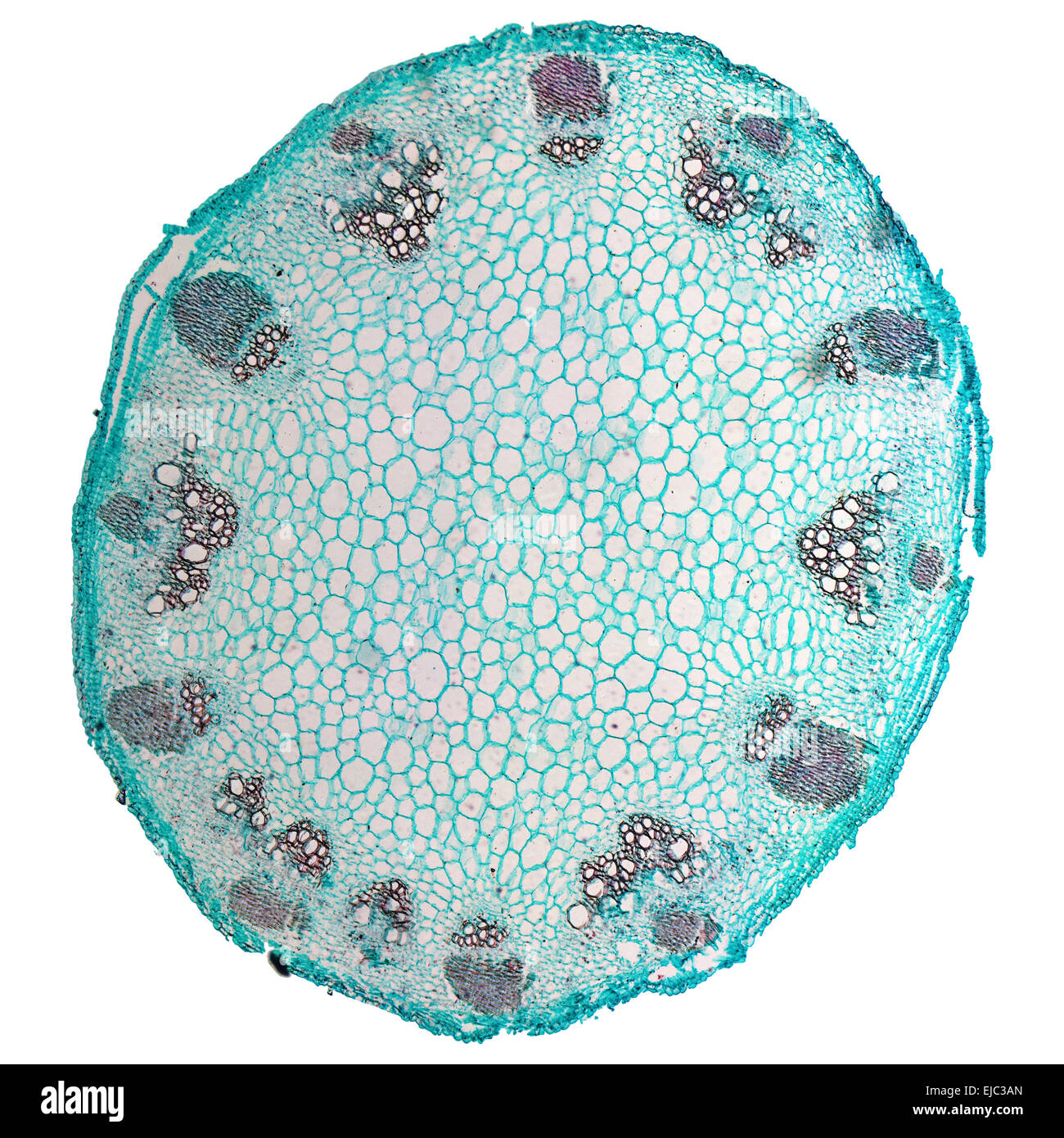 Stem Micrograph Cross Section Stock Photos & Stem Micrograph Cross ...