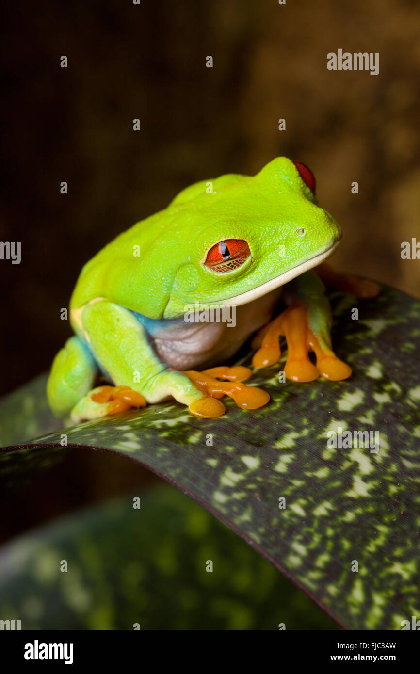 Winking Frog Agalychnis Stock Photo - Alamy