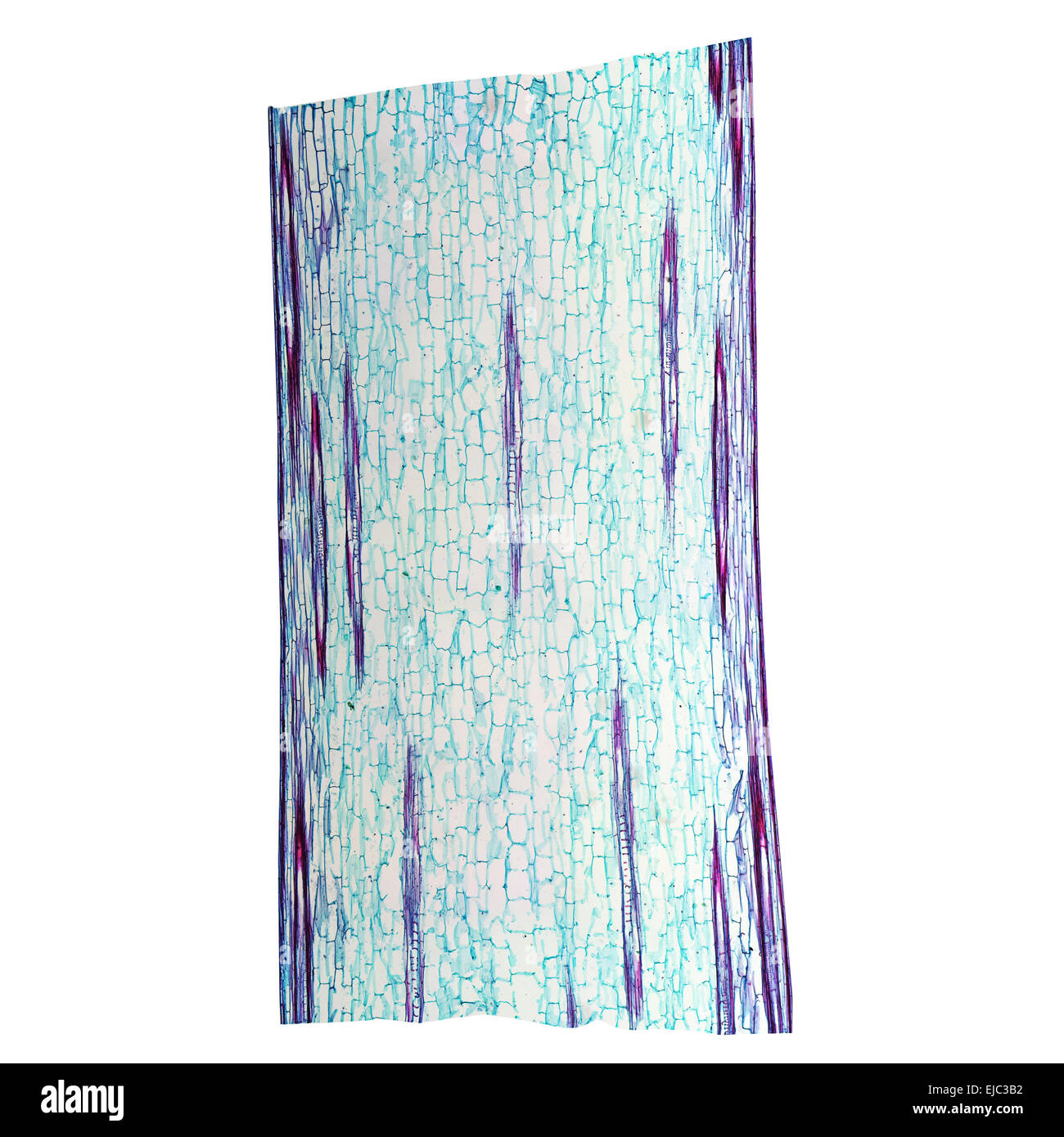 Micrograph plant cell Cut Out Stock Images & Pictures - Alamy