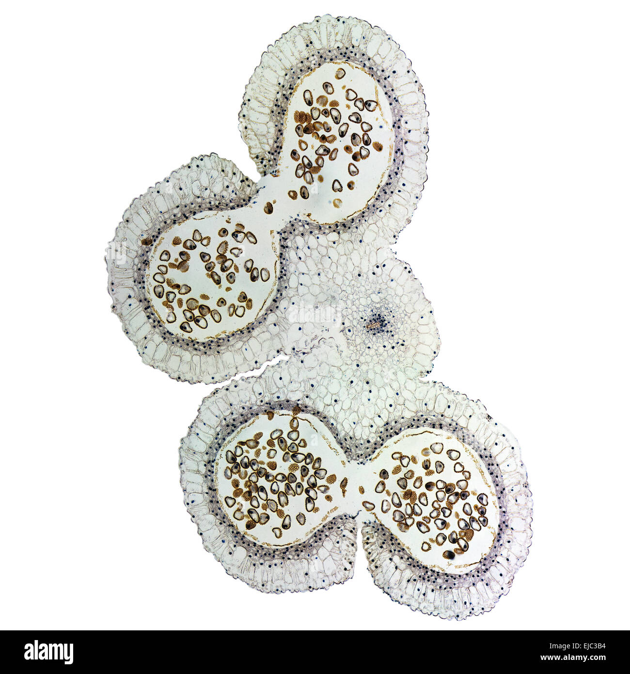 Lily cross section Cut Out Stock Images & Pictures - Alamy Lily cross section Cut Out Stock Images & Pictures - Alamy