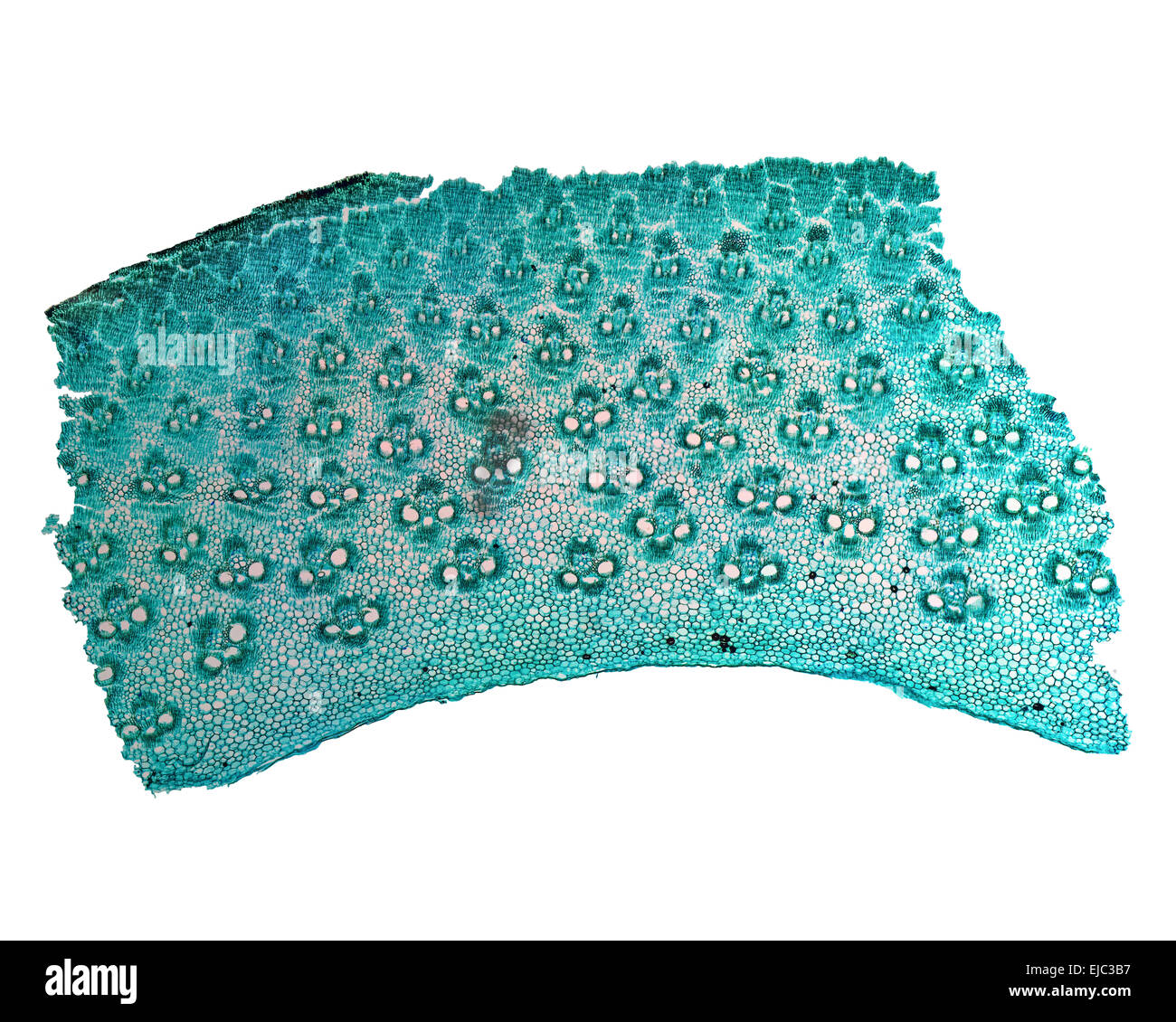 Bamboo stem micrograph Stock Photo - Alamy Bamboo stem micrograph Stock Photo - Alamy