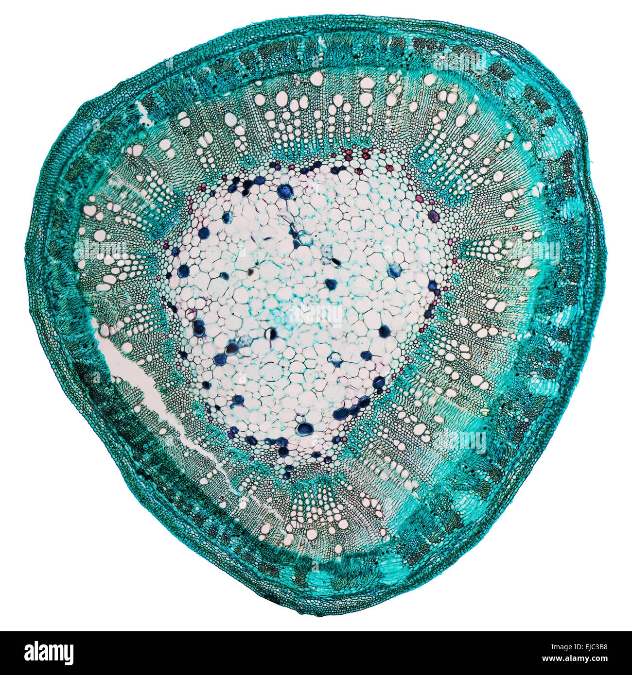 Plant Stem Cross Section High Resolution Stock Photography and Images ...