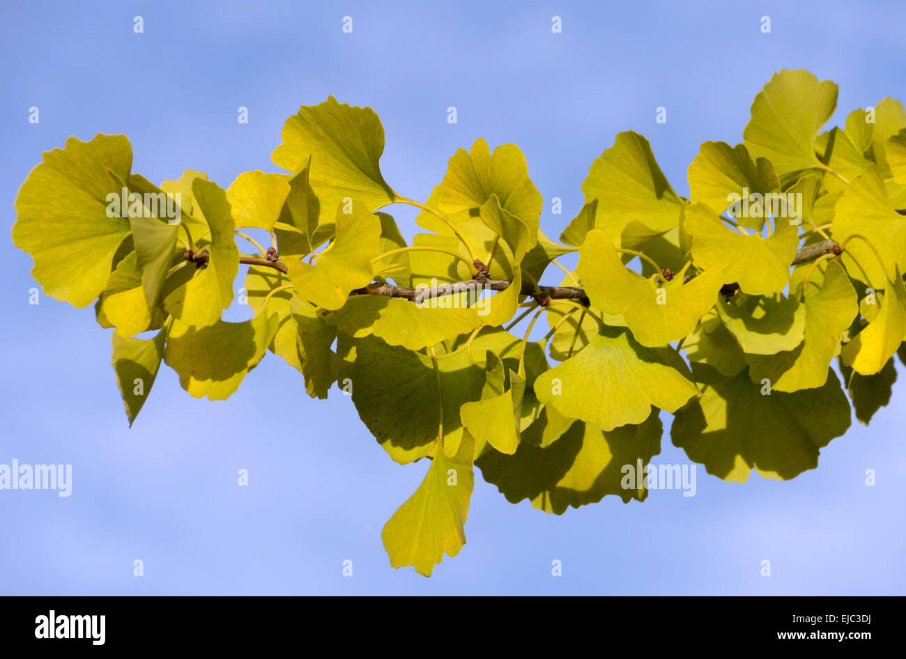 Gingko branch against blue sky Stock Photo - Alamy