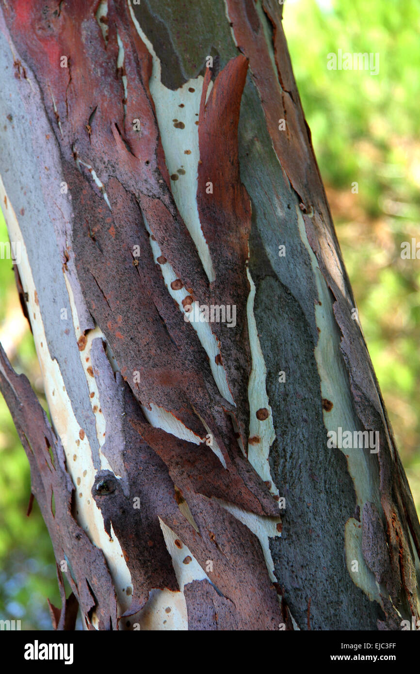 Photo eucalyptus trees hi-res stock photography and images - Alamy