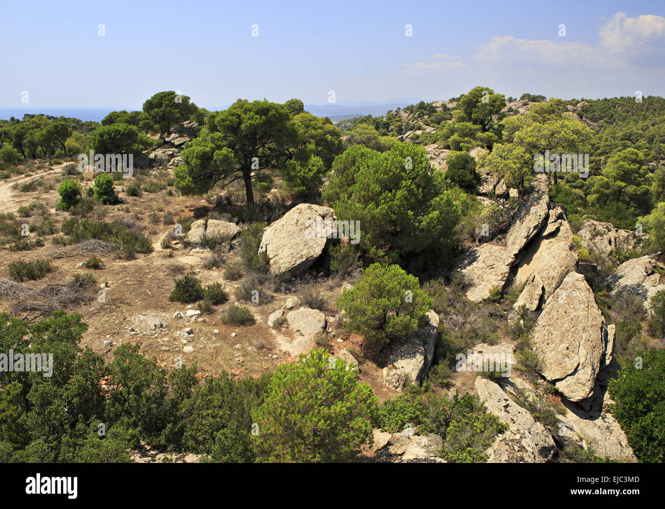 Rocks and pine trees in mountains Stock Photo - Alamy