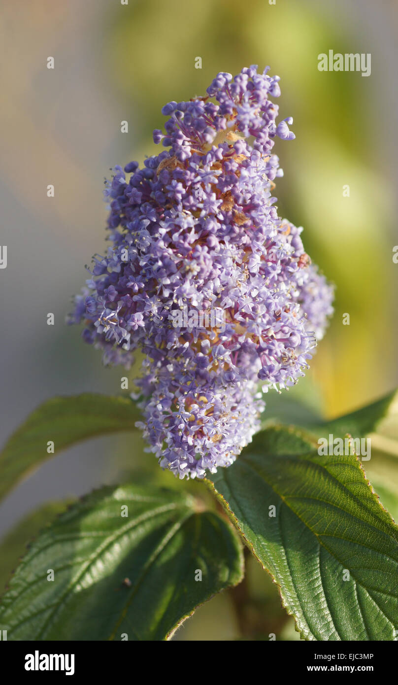 California lilac hi-res stock photography and images - Alamy