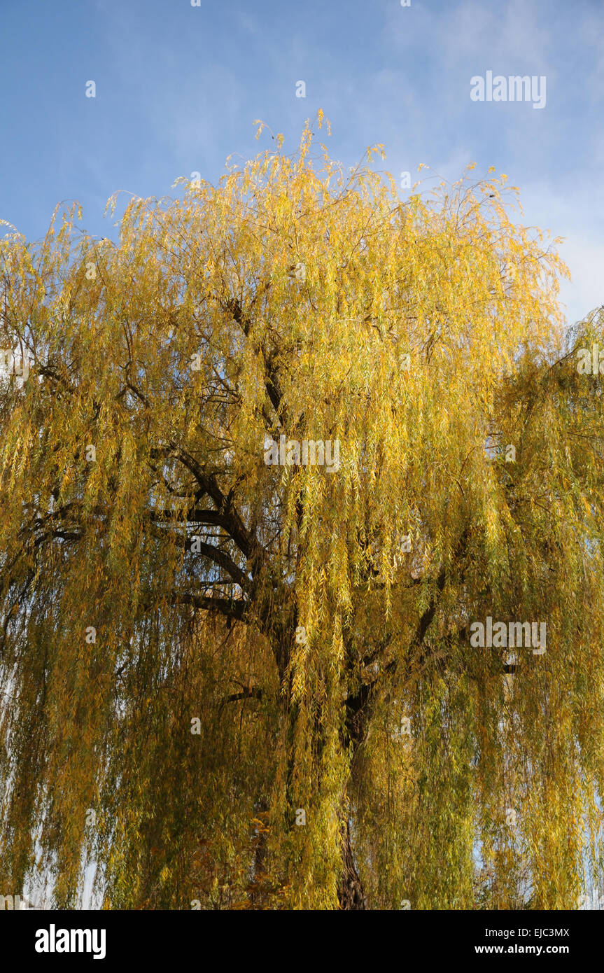 Weeping willlow hi-res stock photography and images - Alamy