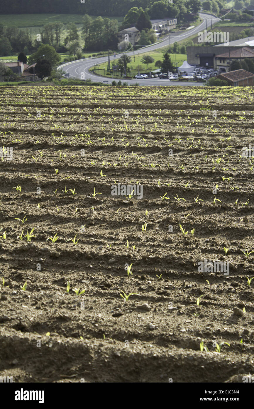 Planting ground fruits and vegetables growing in the field, agriculture ...