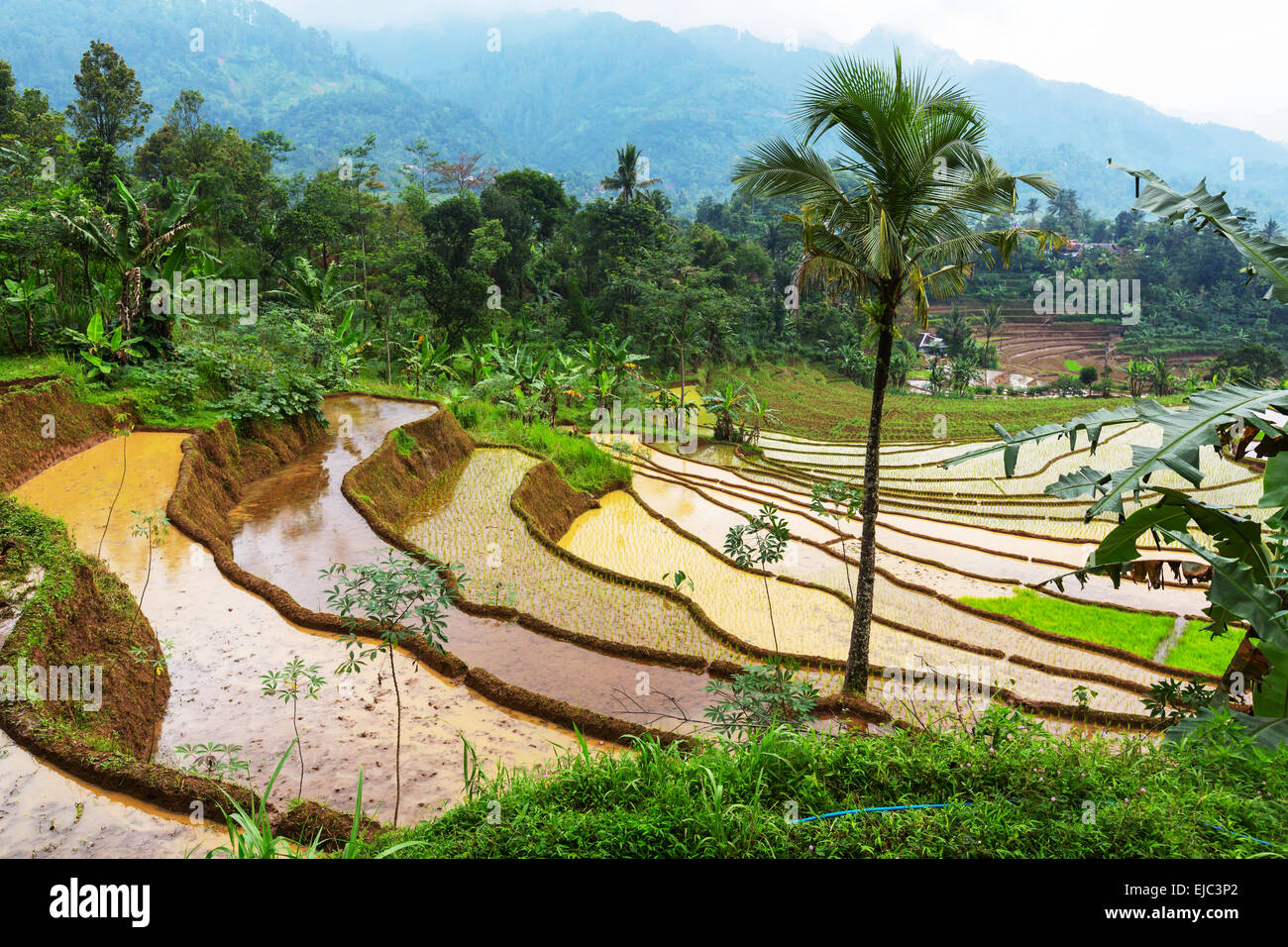 Field in Indonesia Stock Photo - Alamy